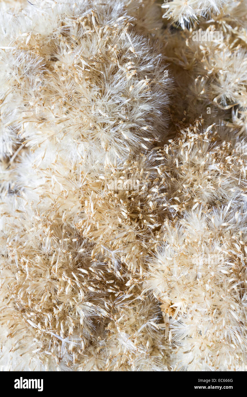 Cotton like texture hi-res stock photography and images - Alamy