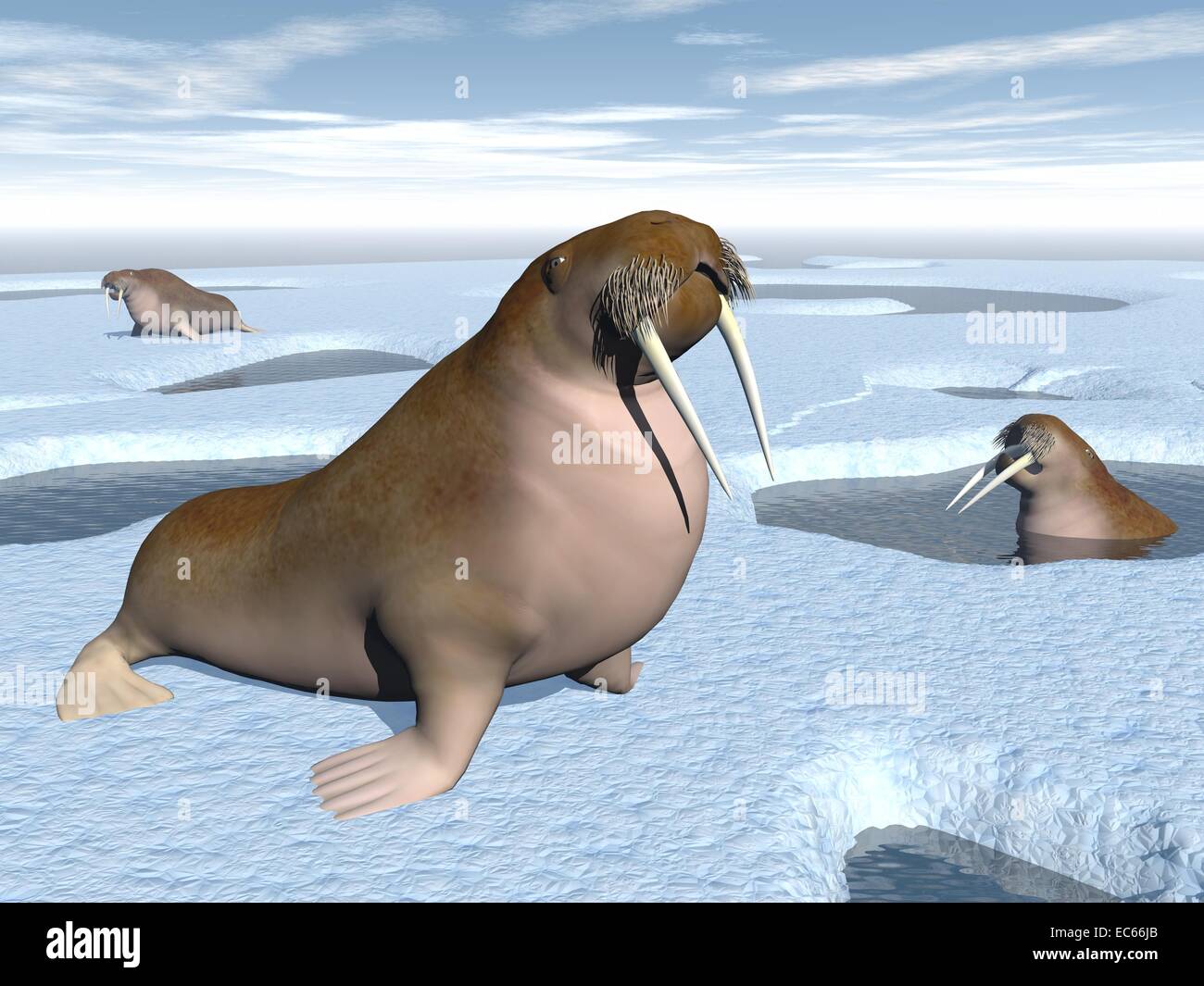 Three walrus standing on iceberg with hole and water by daylight Stock ...