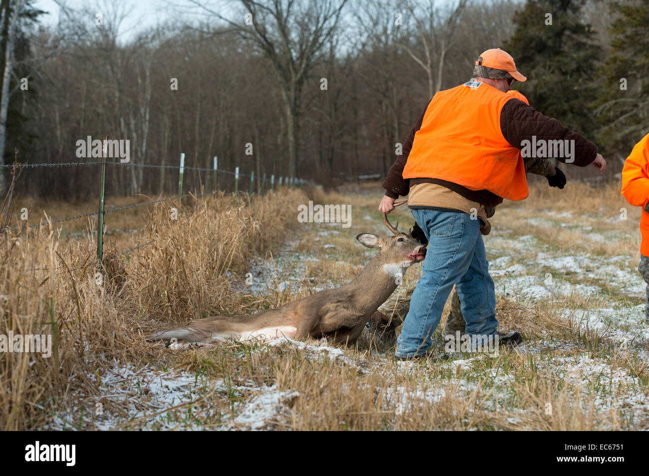 Whitetailed deer hunter hi-res stock photography and images - Alamy