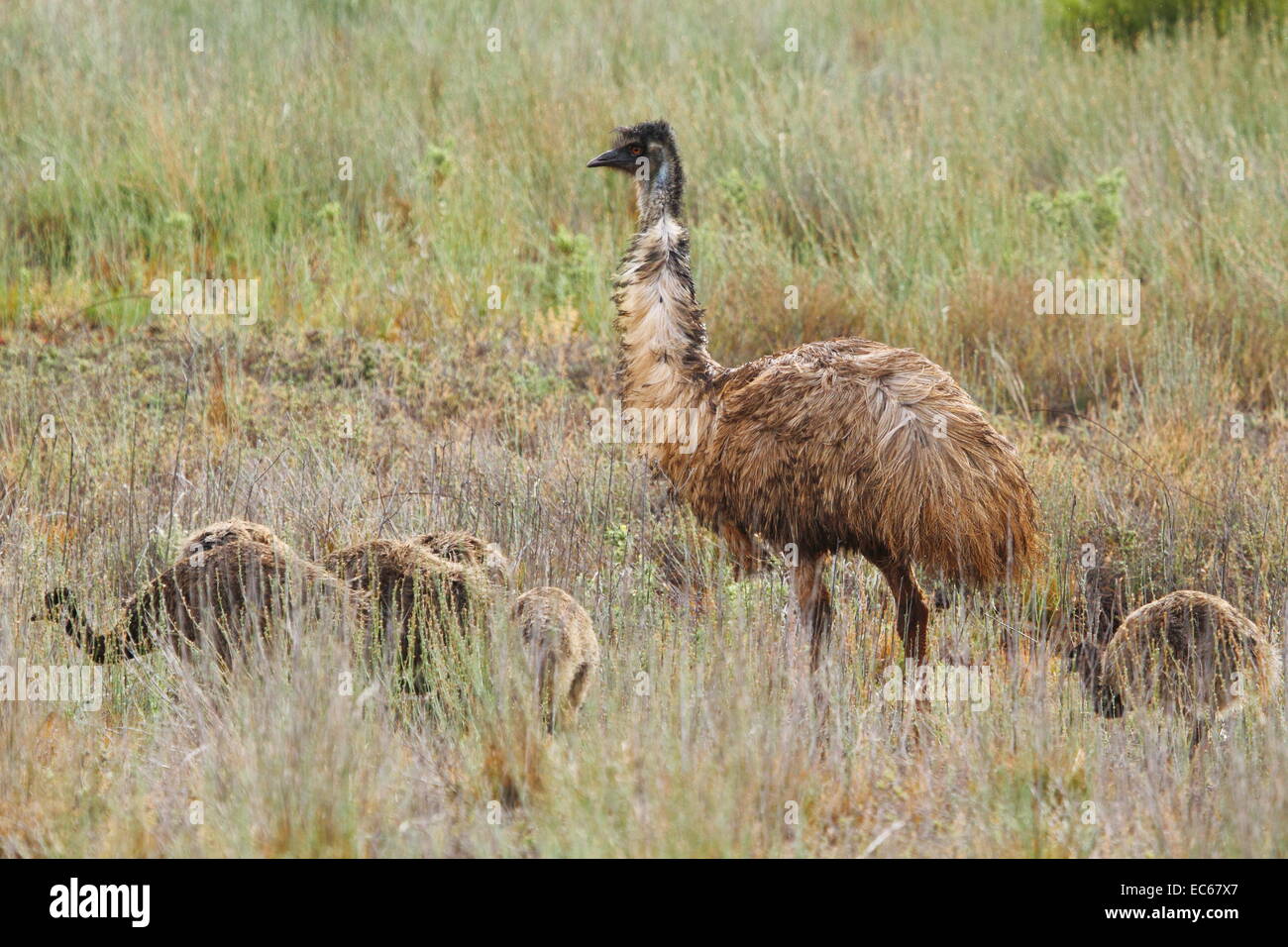 A dad emu and chicks forage among pasture at Fraser Range Sheep Station ...