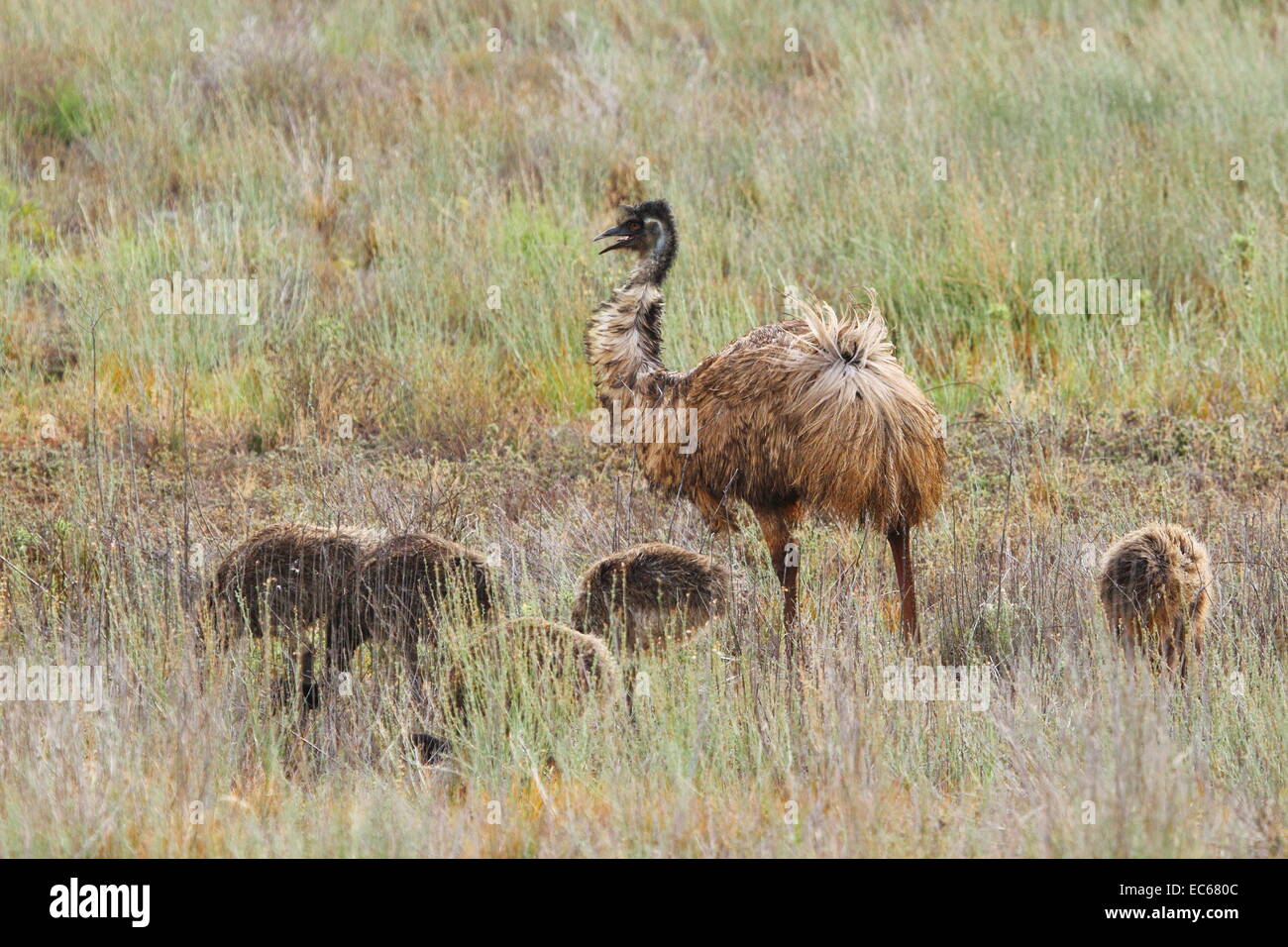 A dad emu and chicks forage among pasture at Fraser Range Sheep Station ...