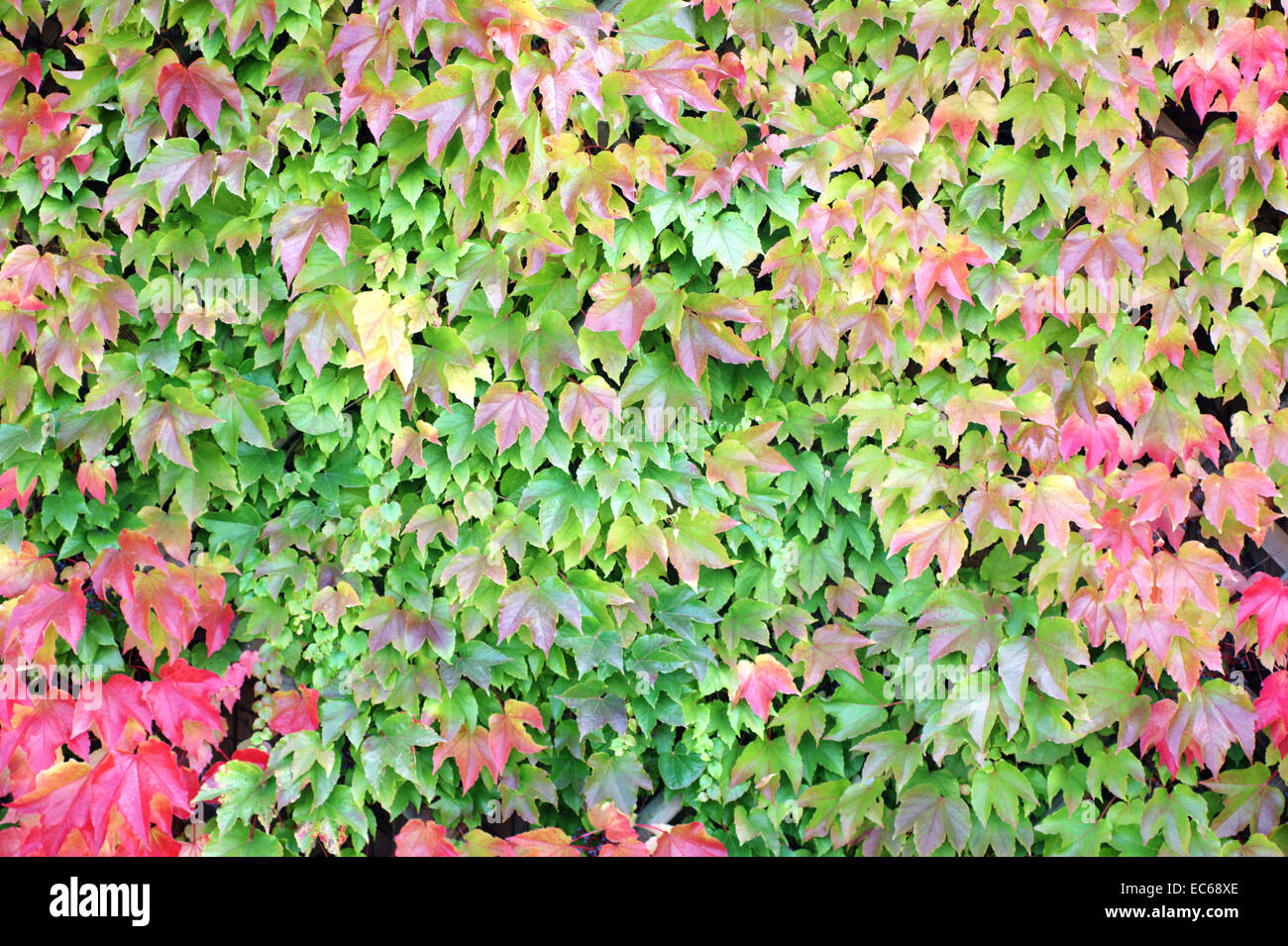 Fall vine plant hi-res stock photography and images - Alamy