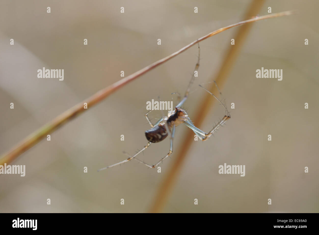 Spider hanging hi-res stock photography and images - Alamy