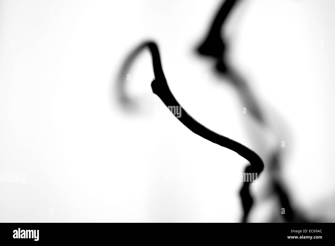 Branch ramification hi-res stock photography and images - Alamy