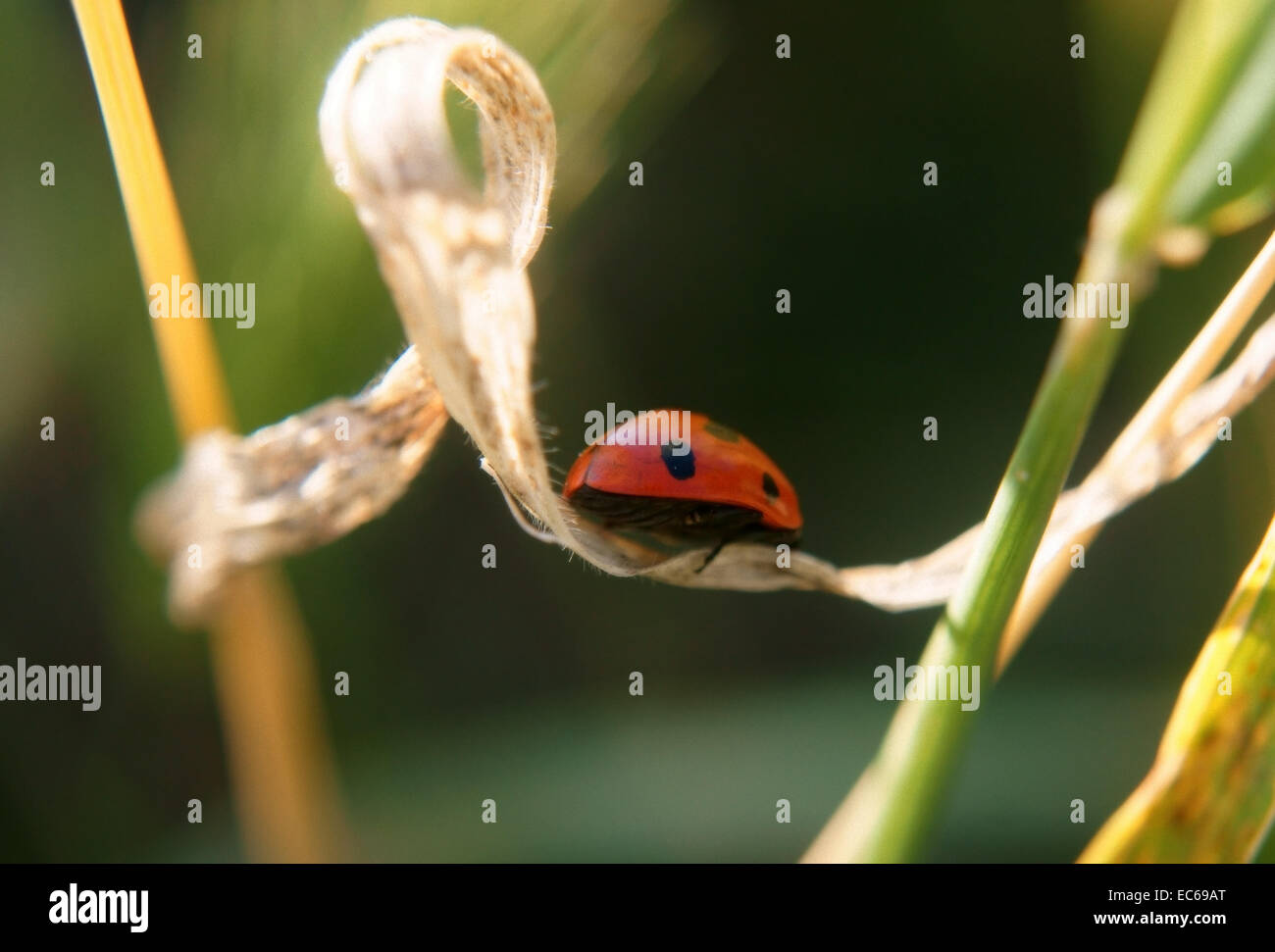 Dot bug hi-res stock photography and images - Alamy