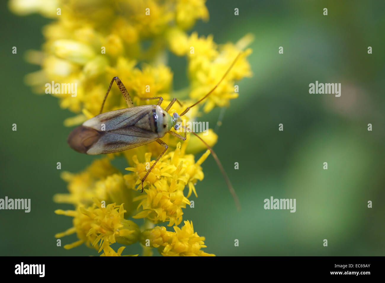 Panoramic view of a bug Stock Photo - Alamy
