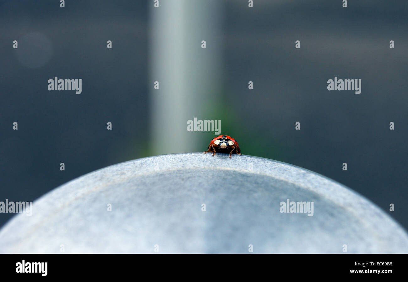 Funny looking bug hi-res stock photography and images - Alamy