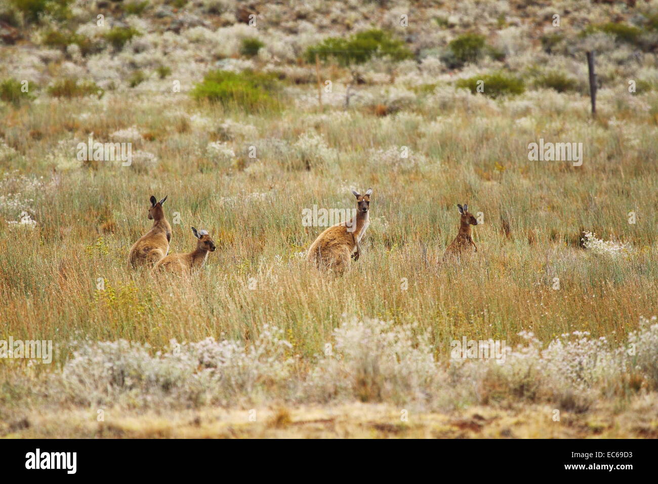 Kangaroo fence hi-res stock photography and images - Alamy