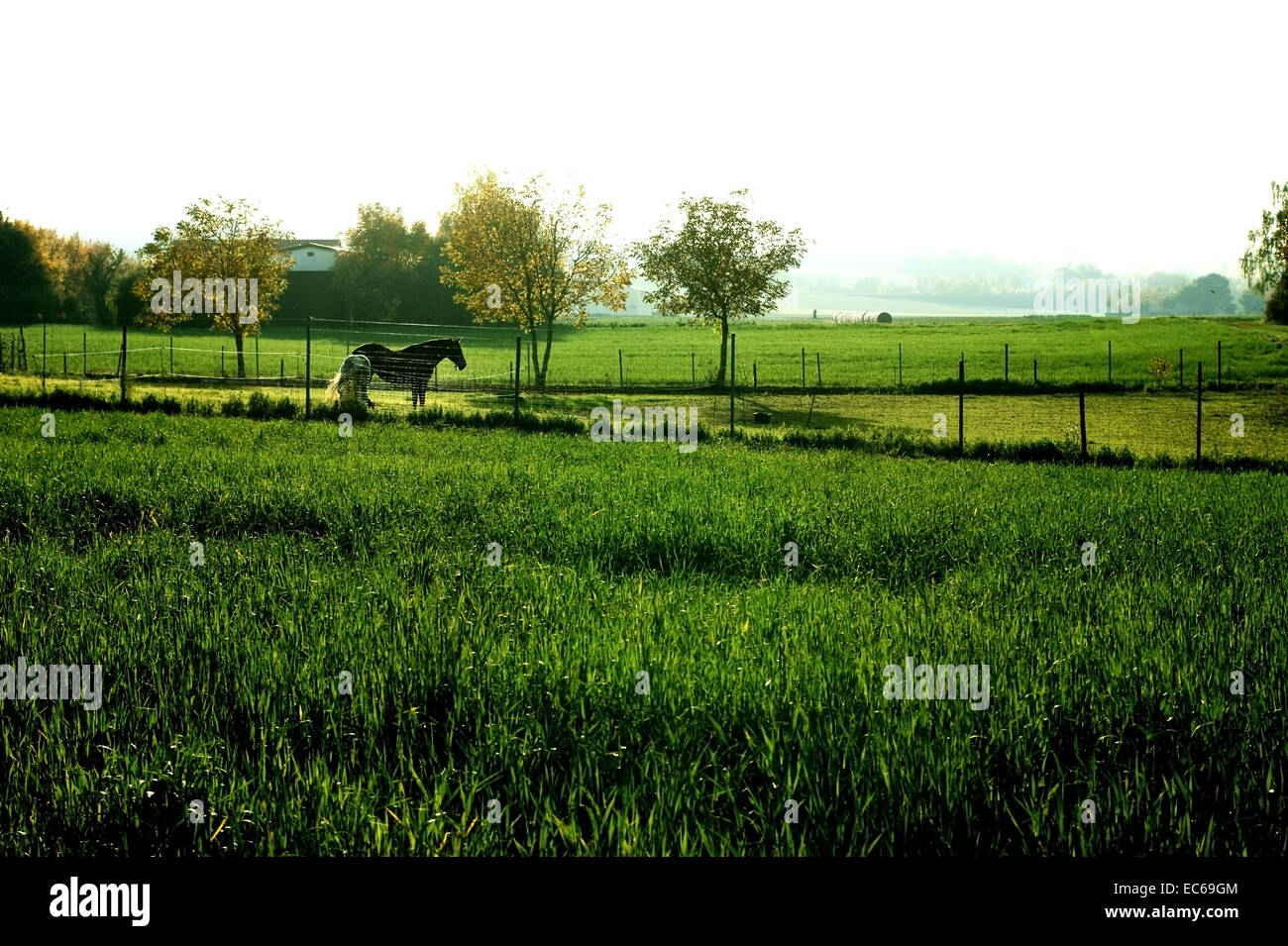 Horses on pasture Stock Photo - Alamy