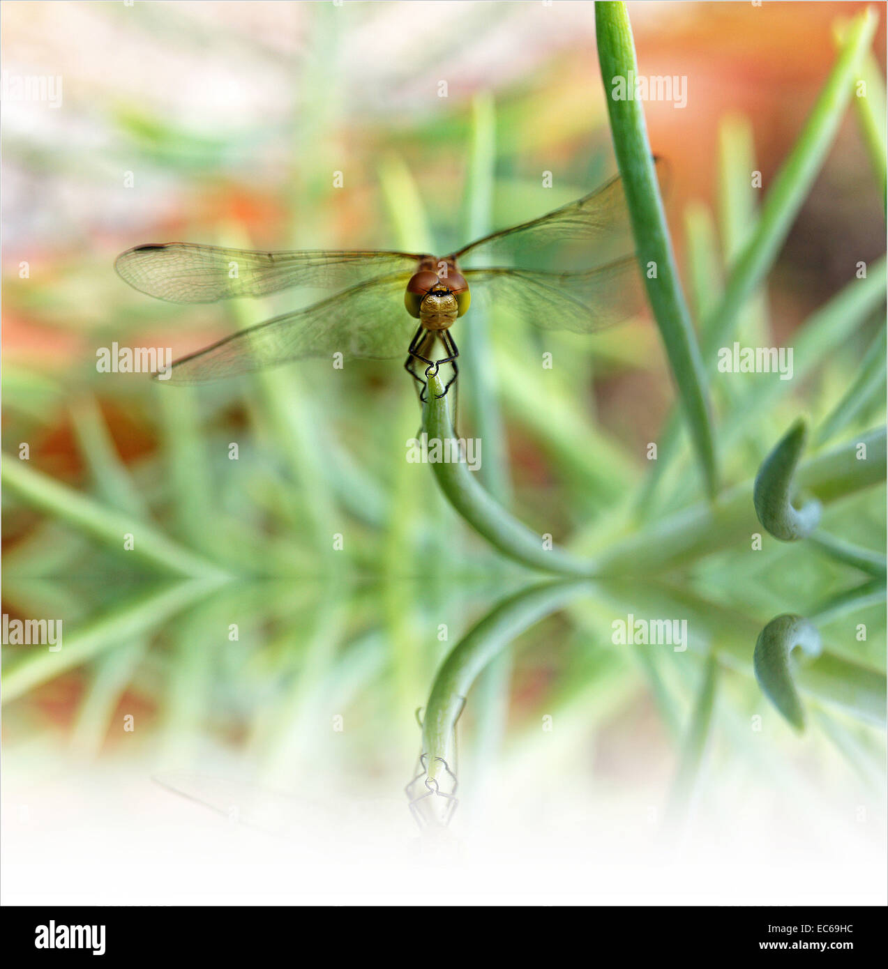 Dragonfly garden art hi-res stock photography and images - Alamy