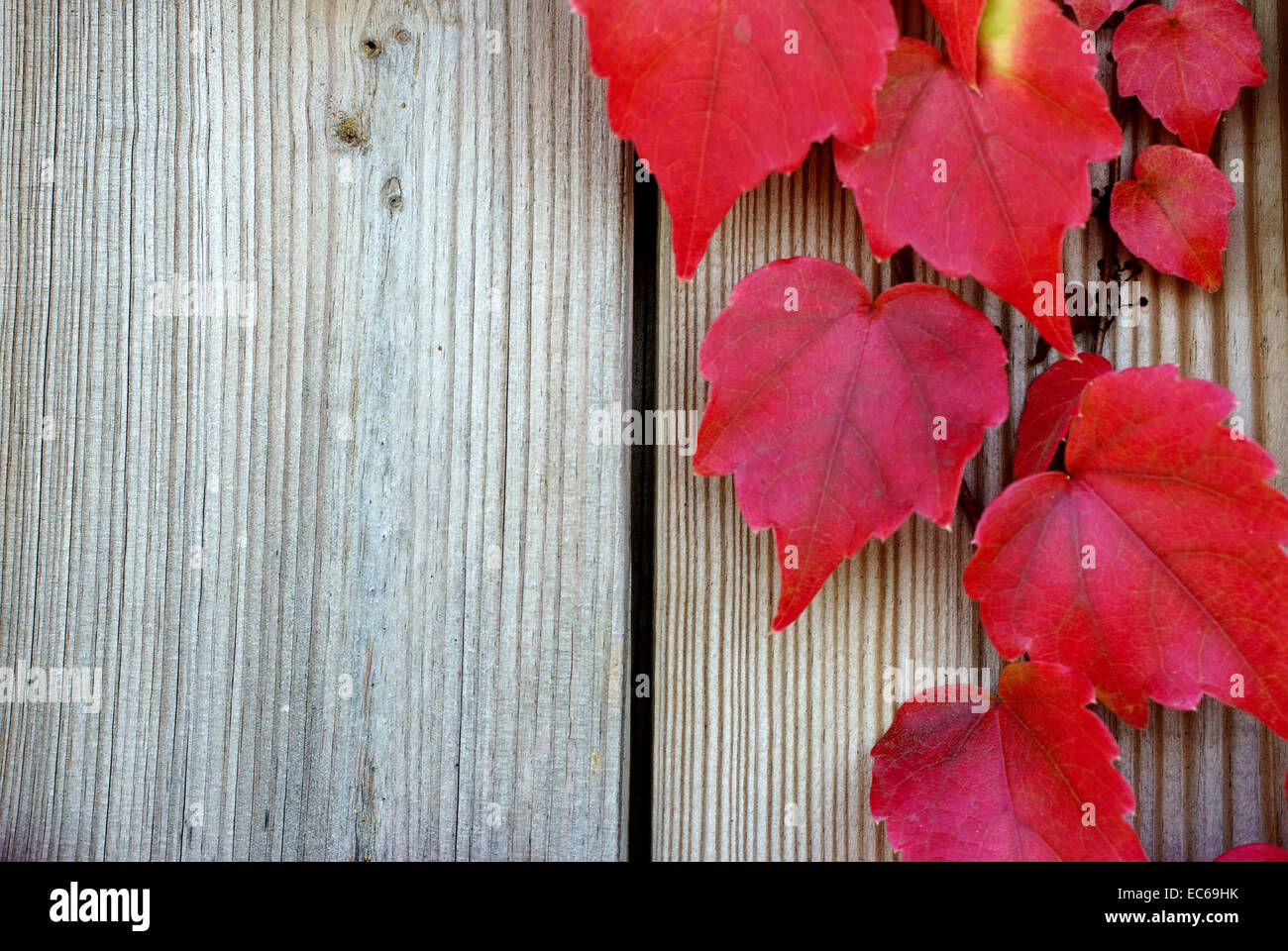 Vine leaves in the fall Stock Photo - Alamy