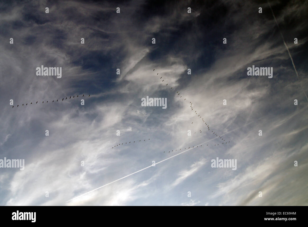 Strikingly background hi-res stock photography and images - Alamy