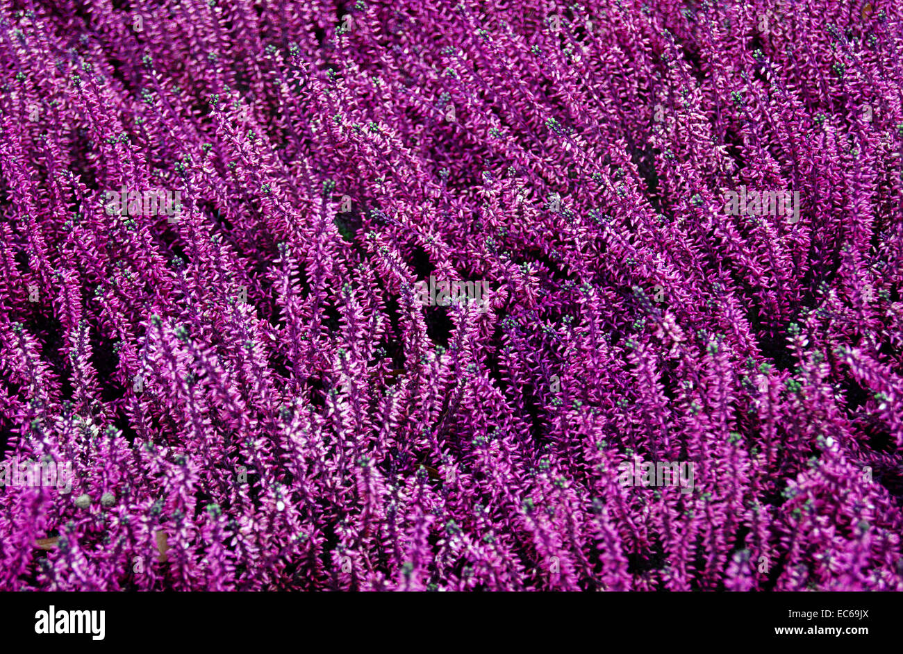 Heather herb hi-res stock photography and images - Alamy
