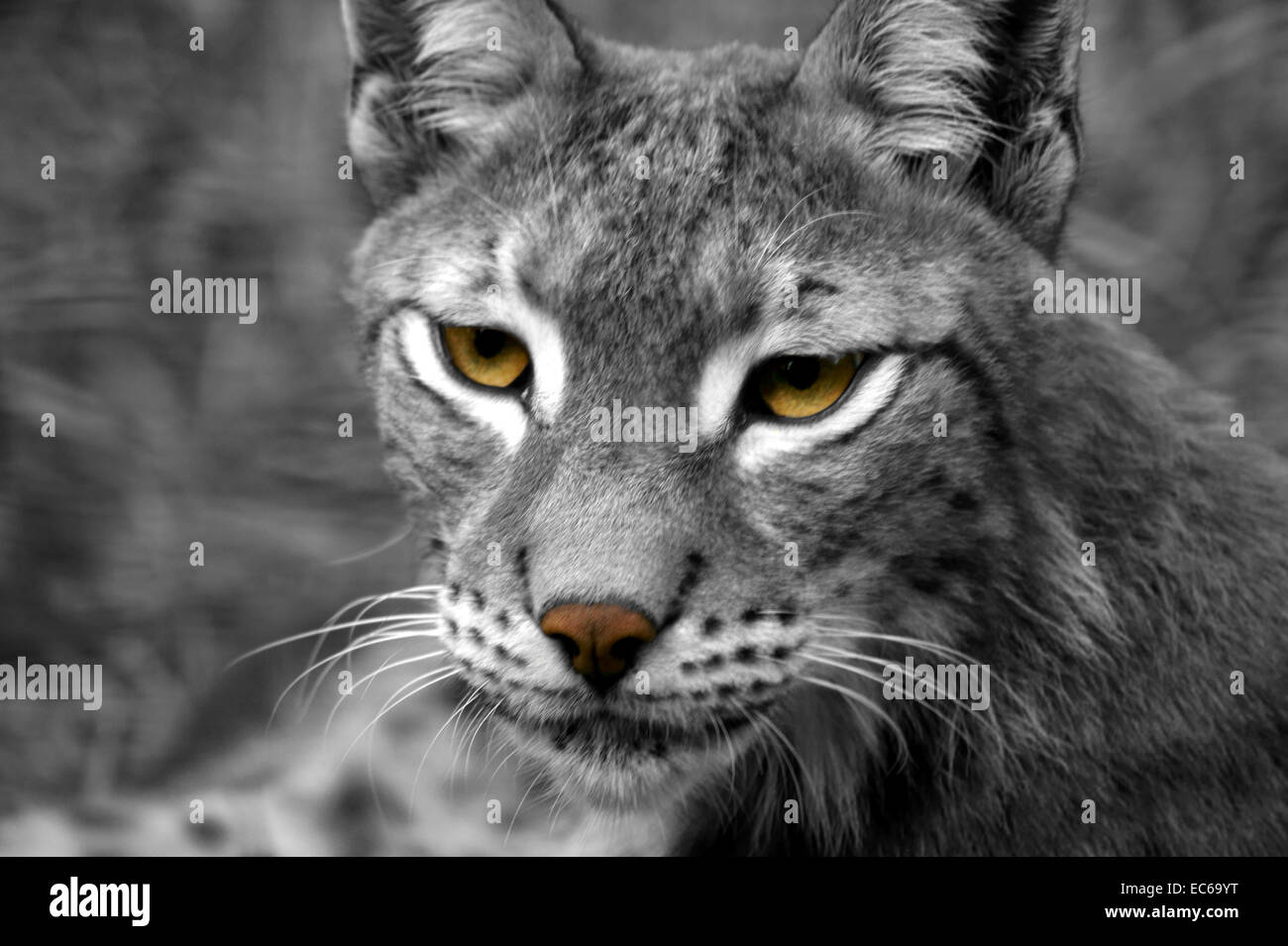 Monochrome lynx hi-res stock photography and images - Alamy