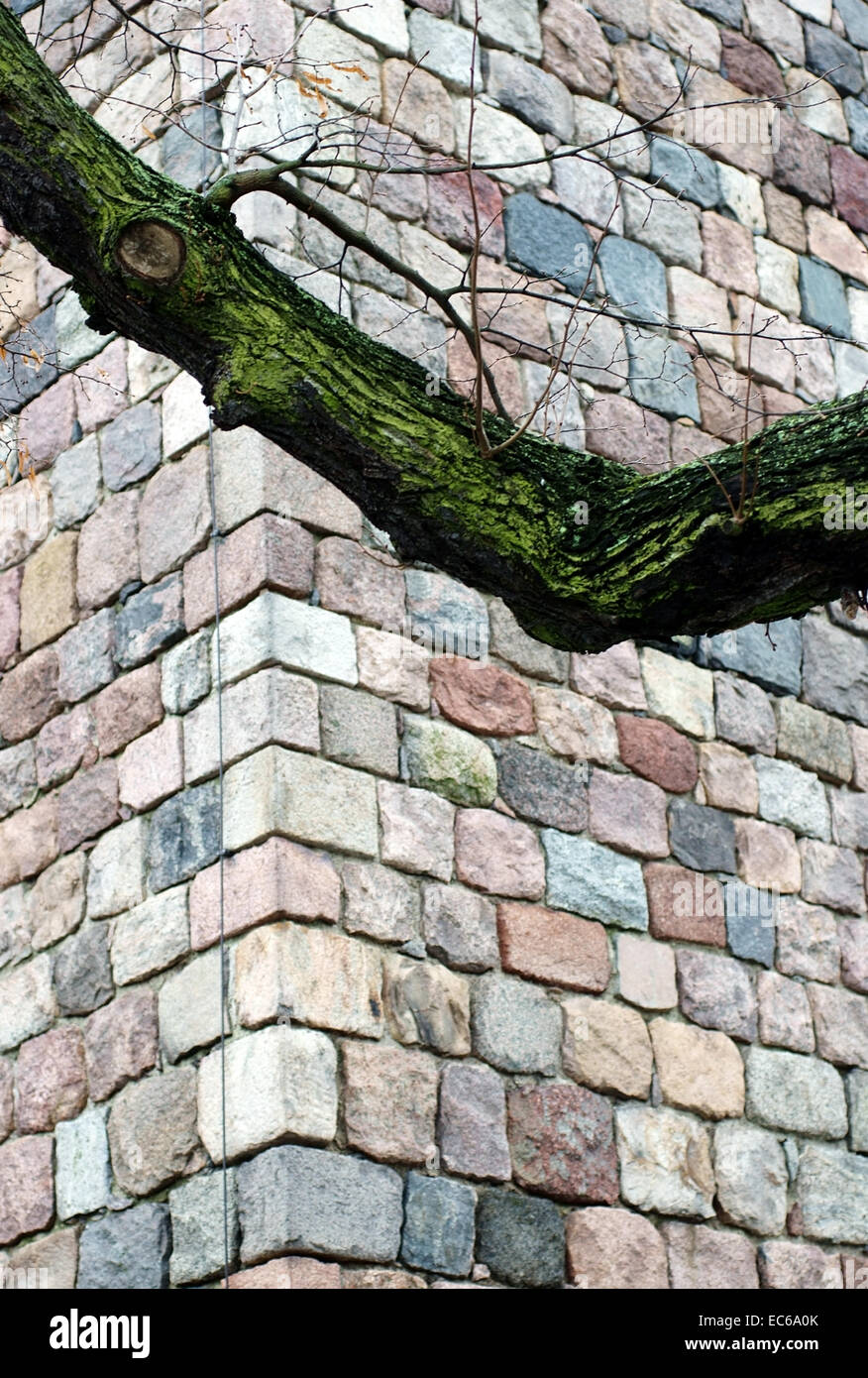 Branch structures hi-res stock photography and images - Alamy