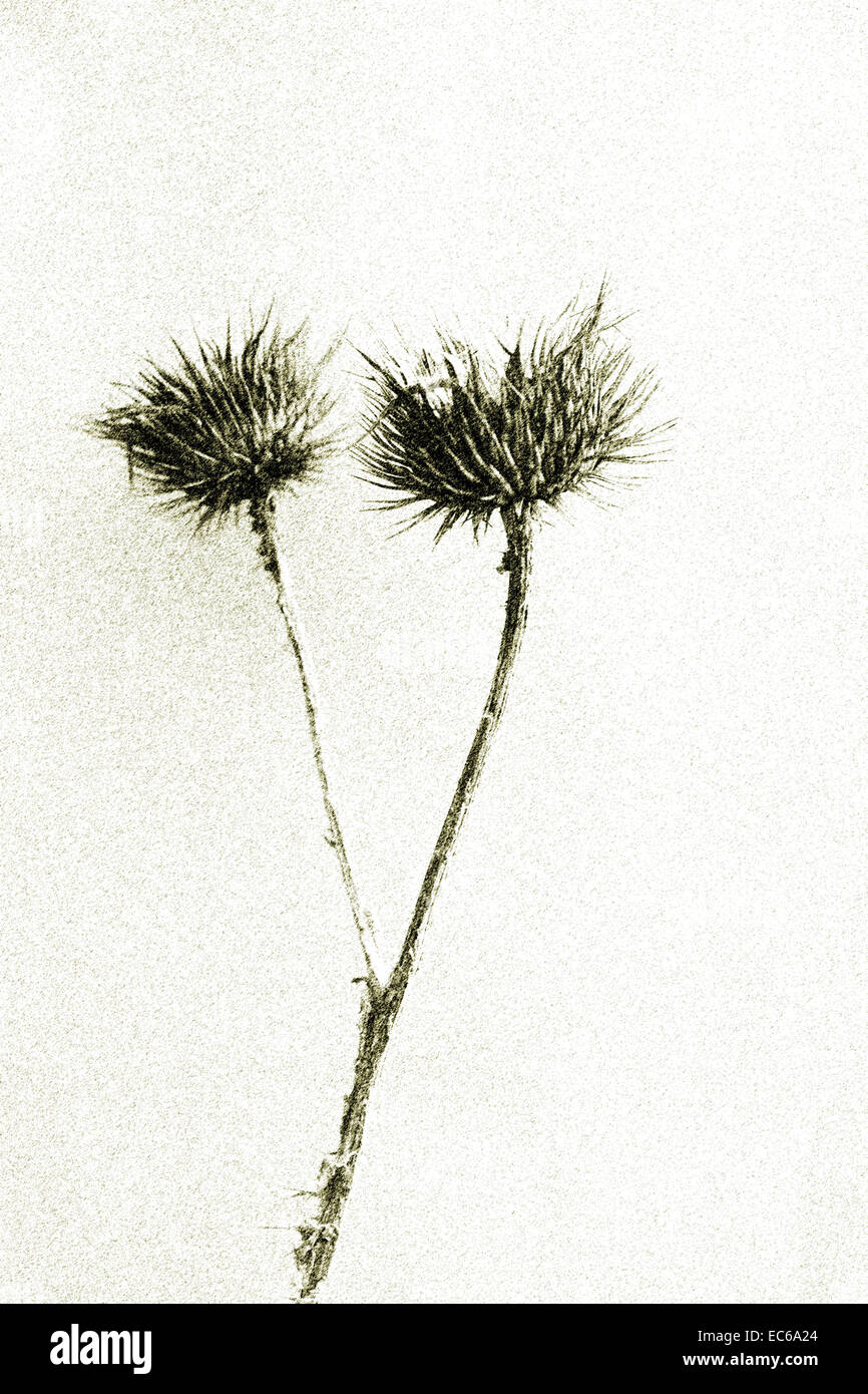 Thistle shape hi-res stock photography and images - Alamy