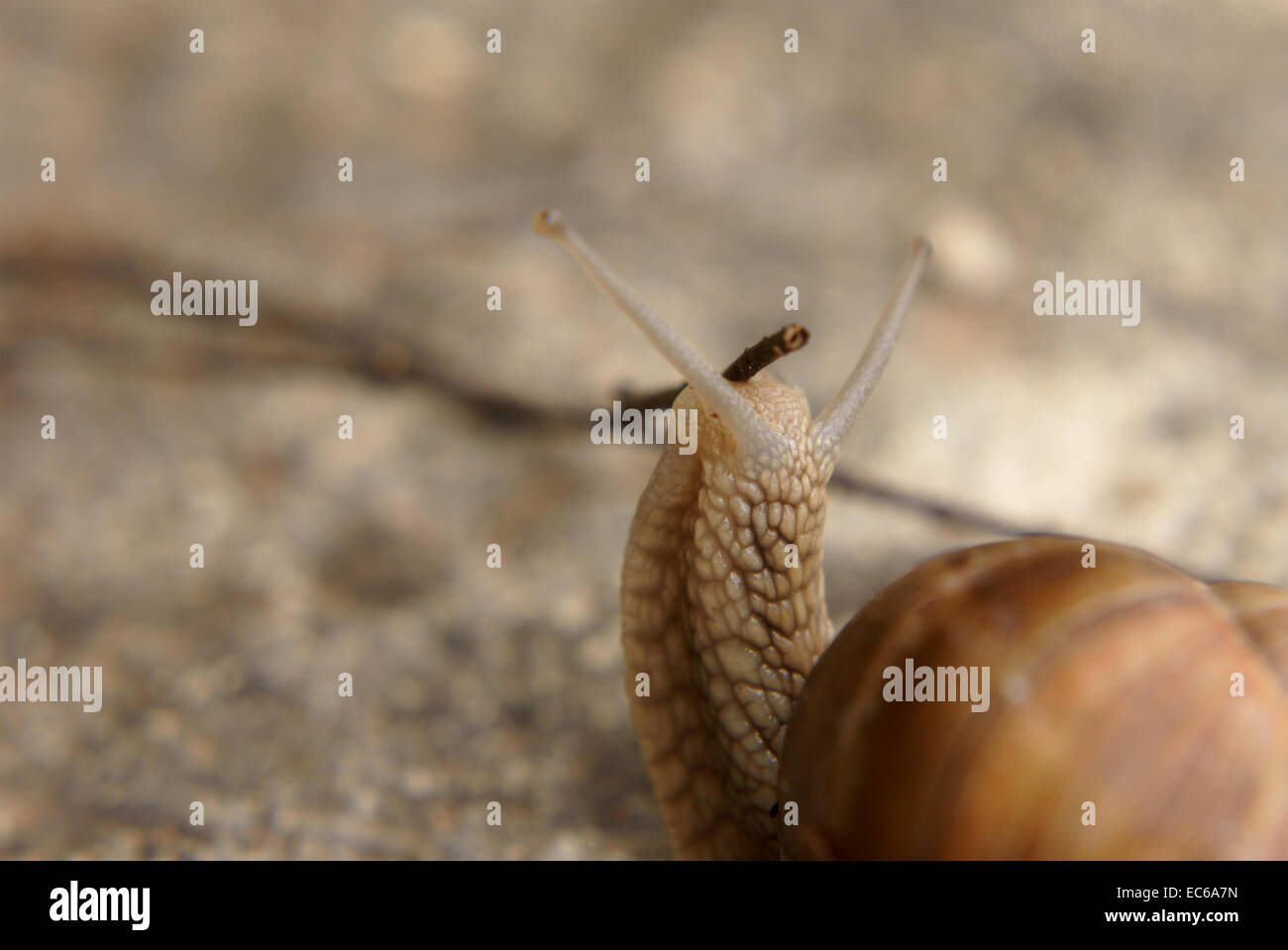 Snail perspective hi-res stock photography and images - Alamy