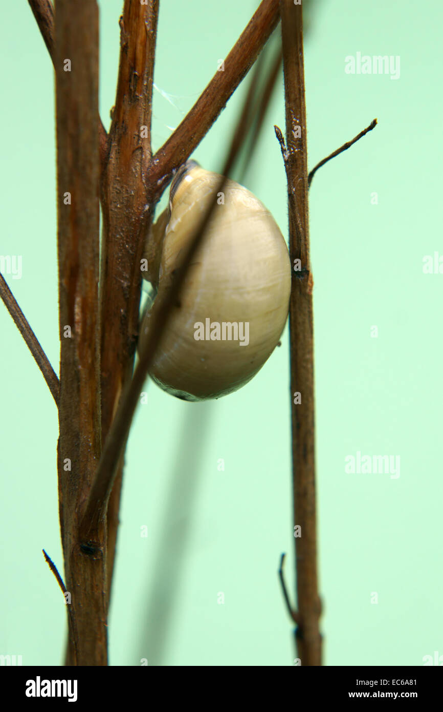 Snail perspective hi-res stock photography and images - Alamy