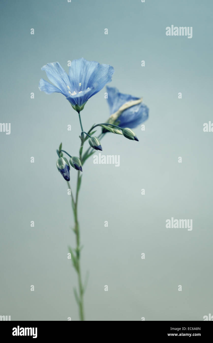 Flax flower stems hi-res stock photography and images - Alamy