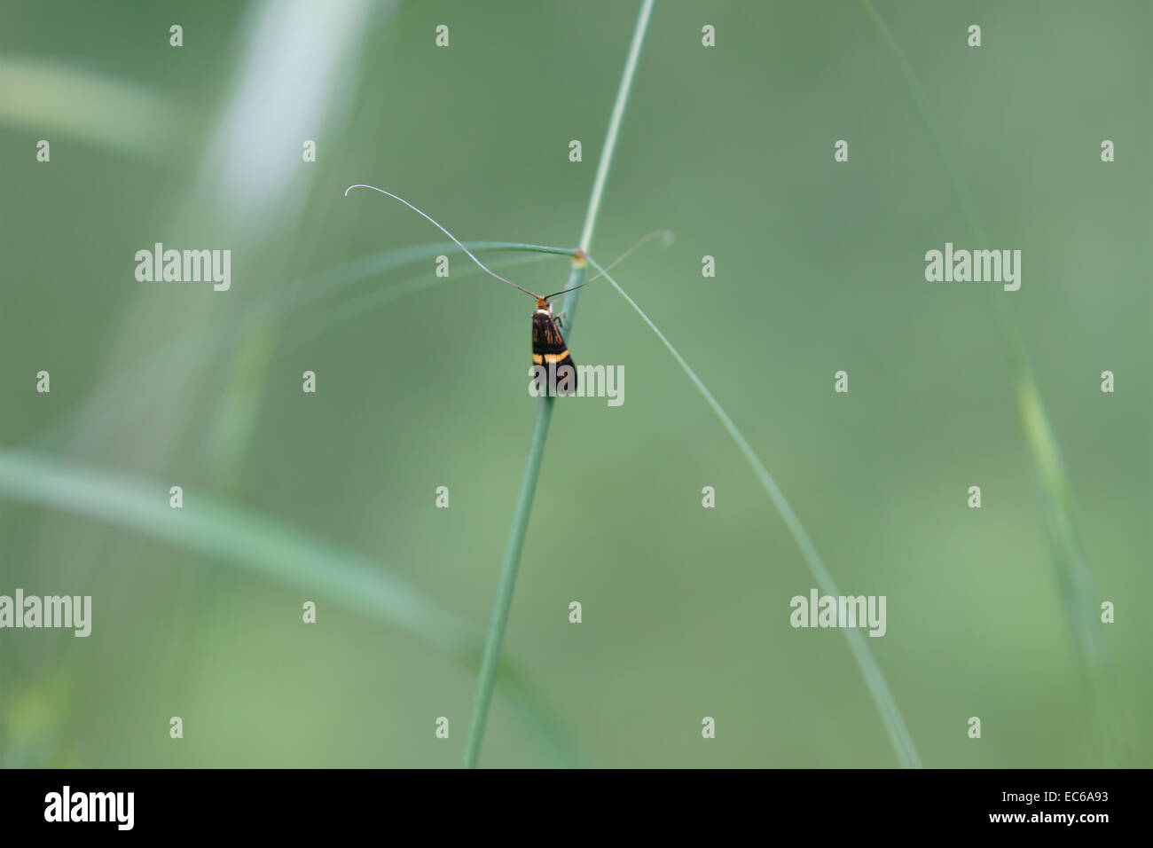 Moth long antennae hi-res stock photography and images - Alamy