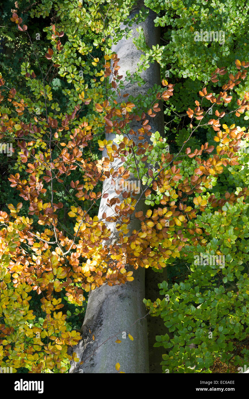 Common Beech tree Fagus sylvatica in autumn Hainich National Park ...