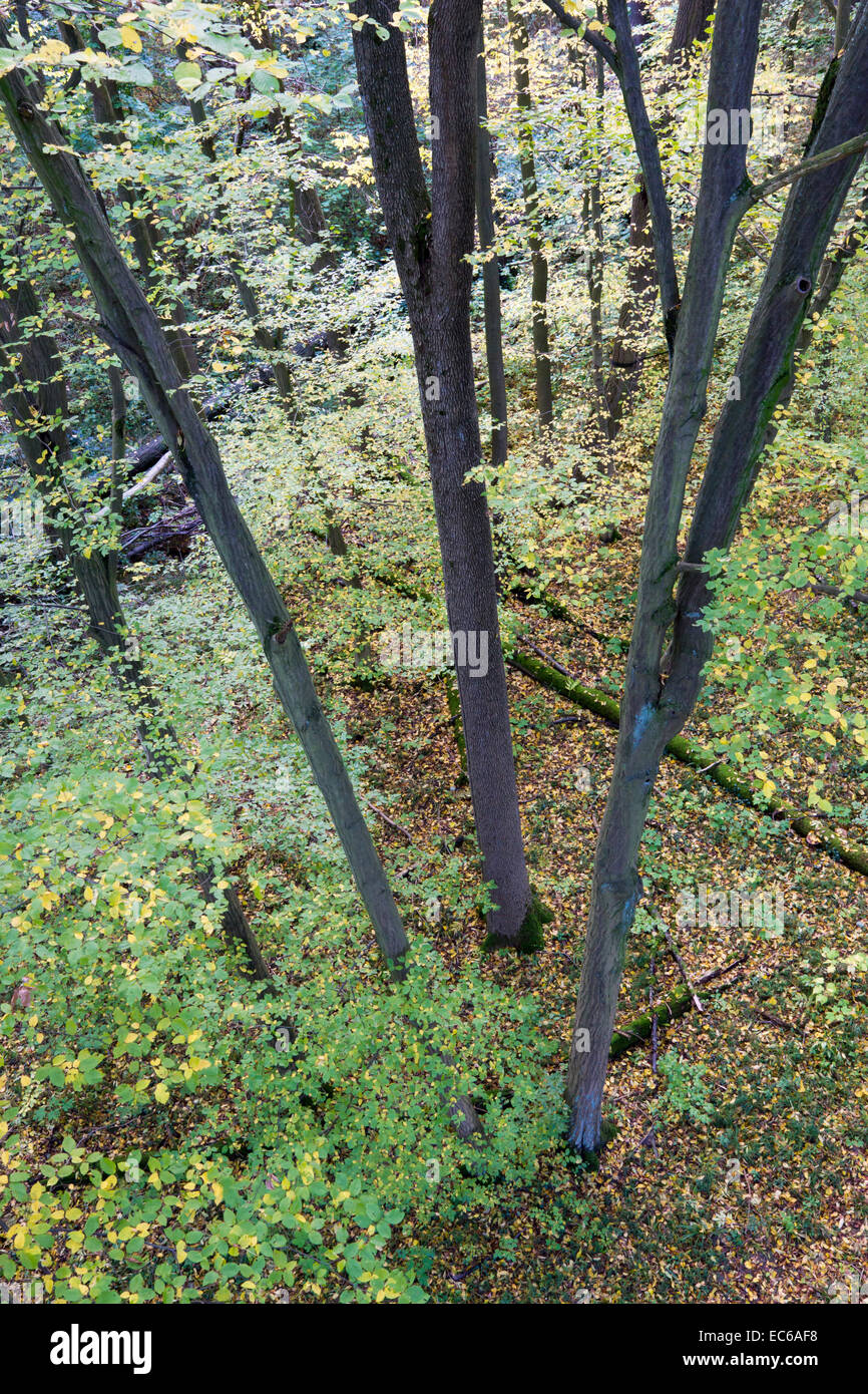 Common Beech trees Fagus sylvatica Hainich National Park UNESCO World ...
