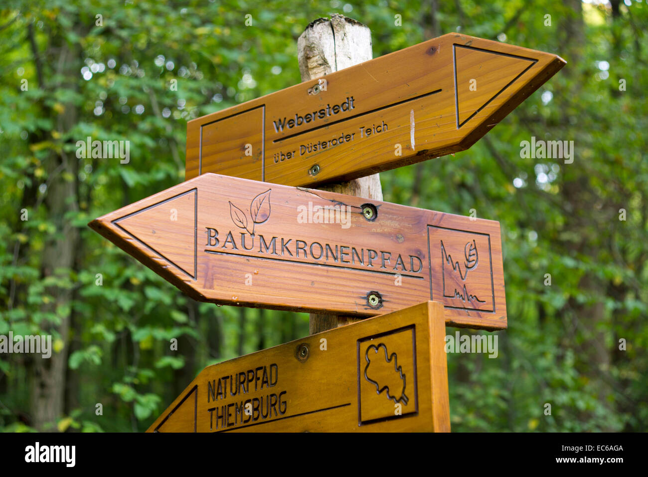 Fingerpost Baumkronenpfad tree top walk in the Hainich National Park ...