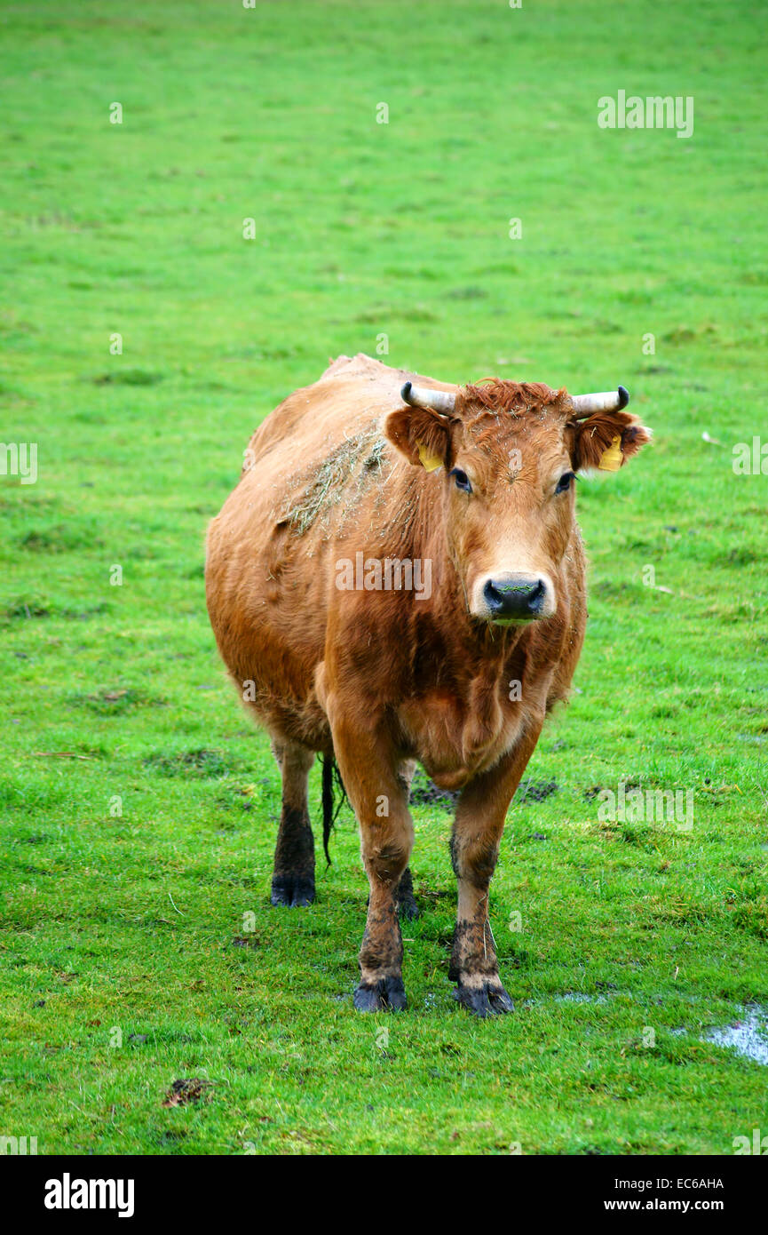 Cow grazing in nature hi-res stock photography and images - Alamy