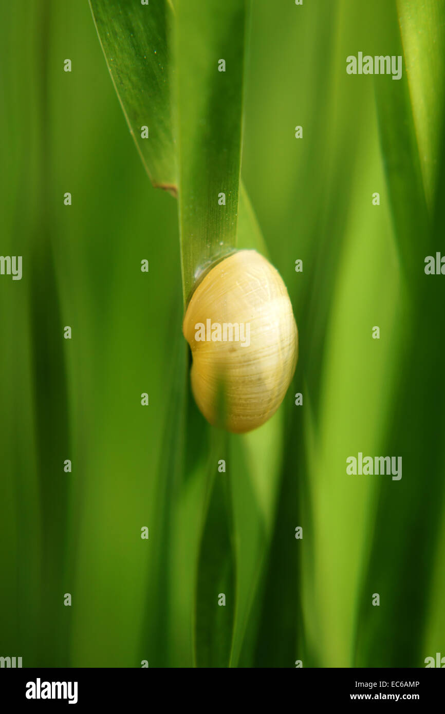 Snail perspective hi-res stock photography and images - Alamy