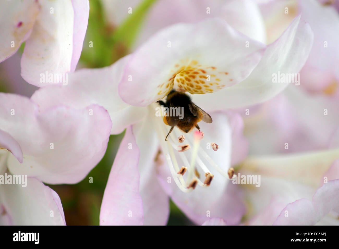Bumblebee and flower Stock Photo - Alamy
