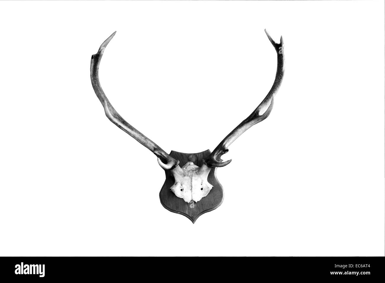 Deer Antlers Black And White High Resolution Stock Photography and ...