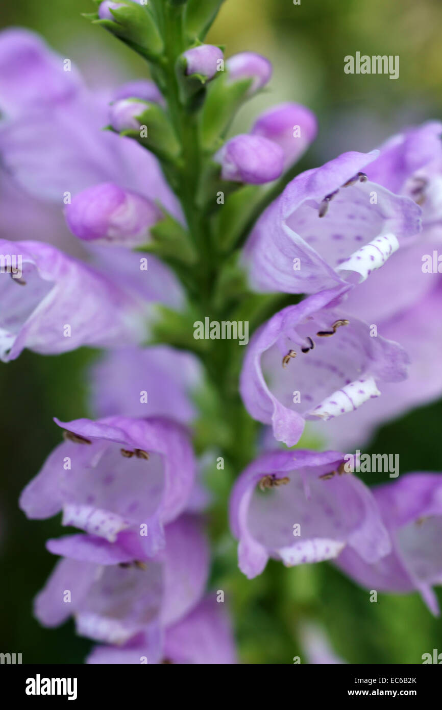 Beautiful foxgloves hi-res stock photography and images - Alamy
