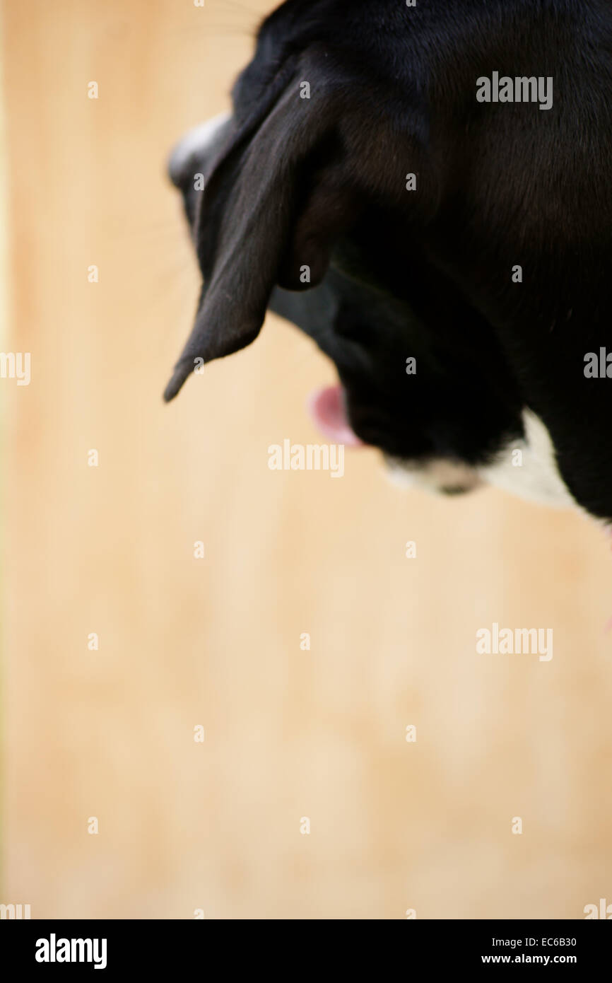 Rear view dogs head hi-res stock photography and images - Alamy