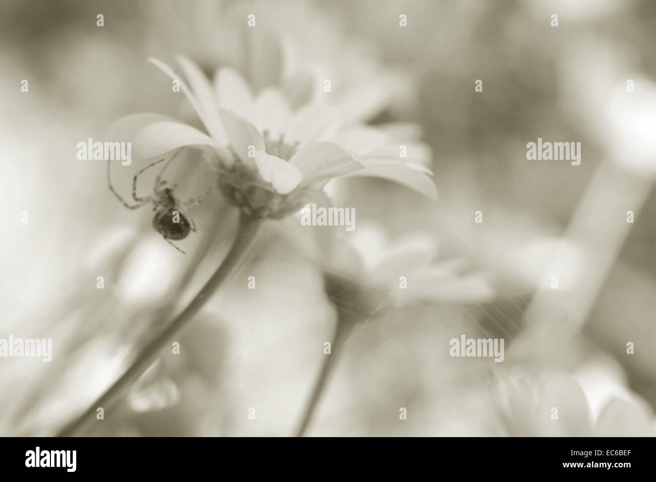 Spider and daisy Stock Photo - Alamy