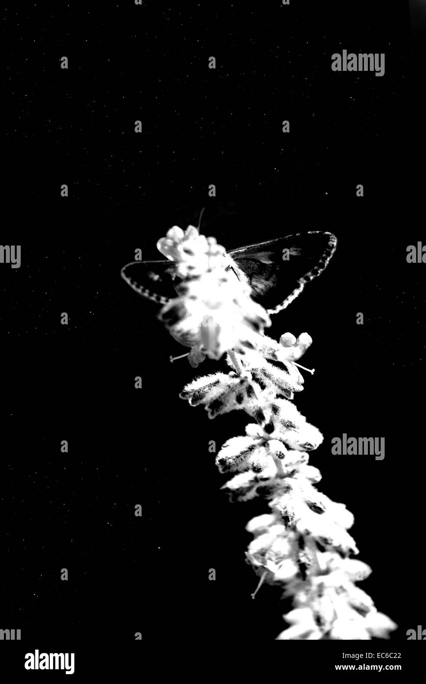 Starry night butterfly Black and White Stock Photos & Images - Alamy
