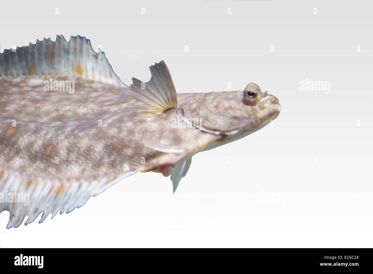 Plaice fish isolated hi-res stock photography and images - Alamy