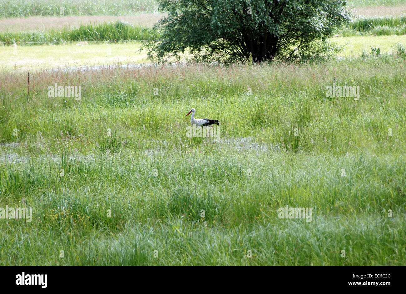 Stork on the meadow Stock Photo - Alamy