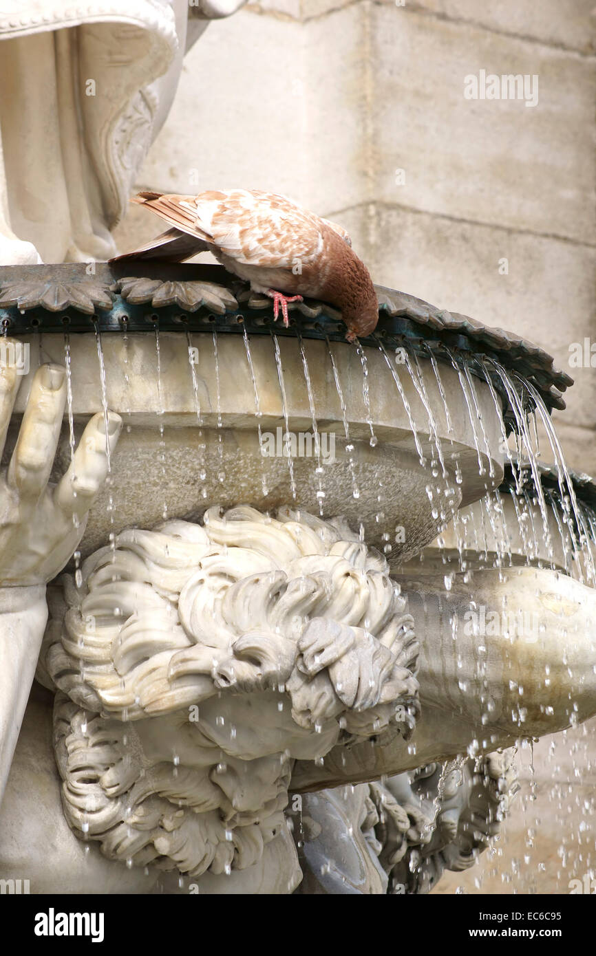 Dove drinking at the fountain Stock Photo - Alamy
