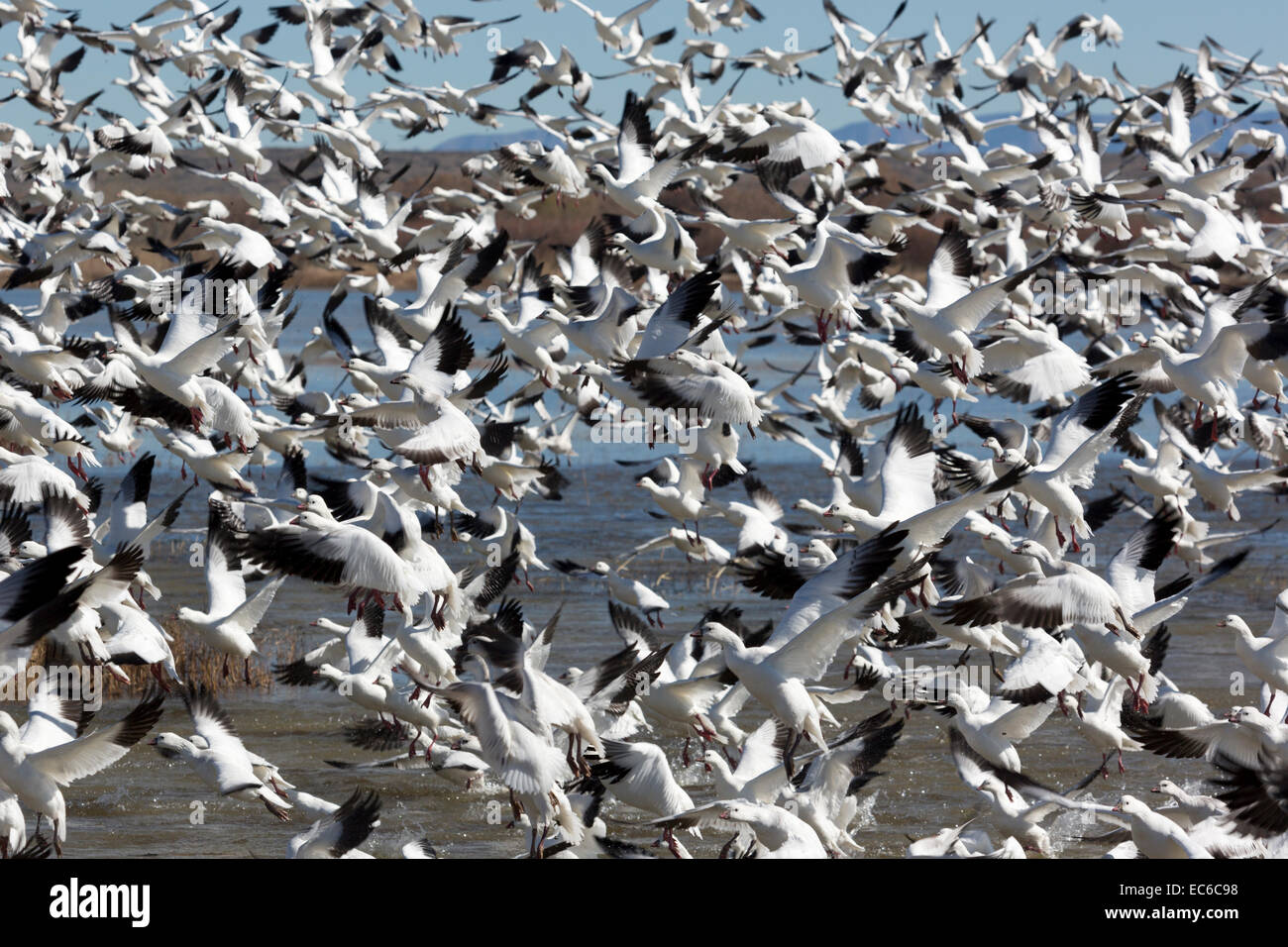 Bursting rush of snow goose flock rises upward in single, amazing rush ...