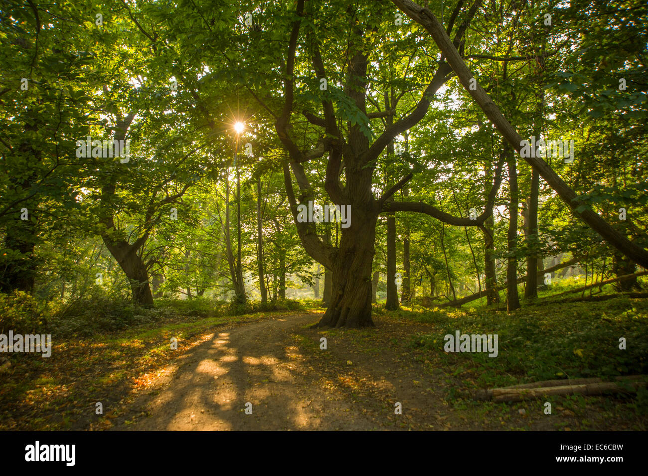 The woods near the Darnley Mausoleum Cobham Kent Stock Photo - Alamy