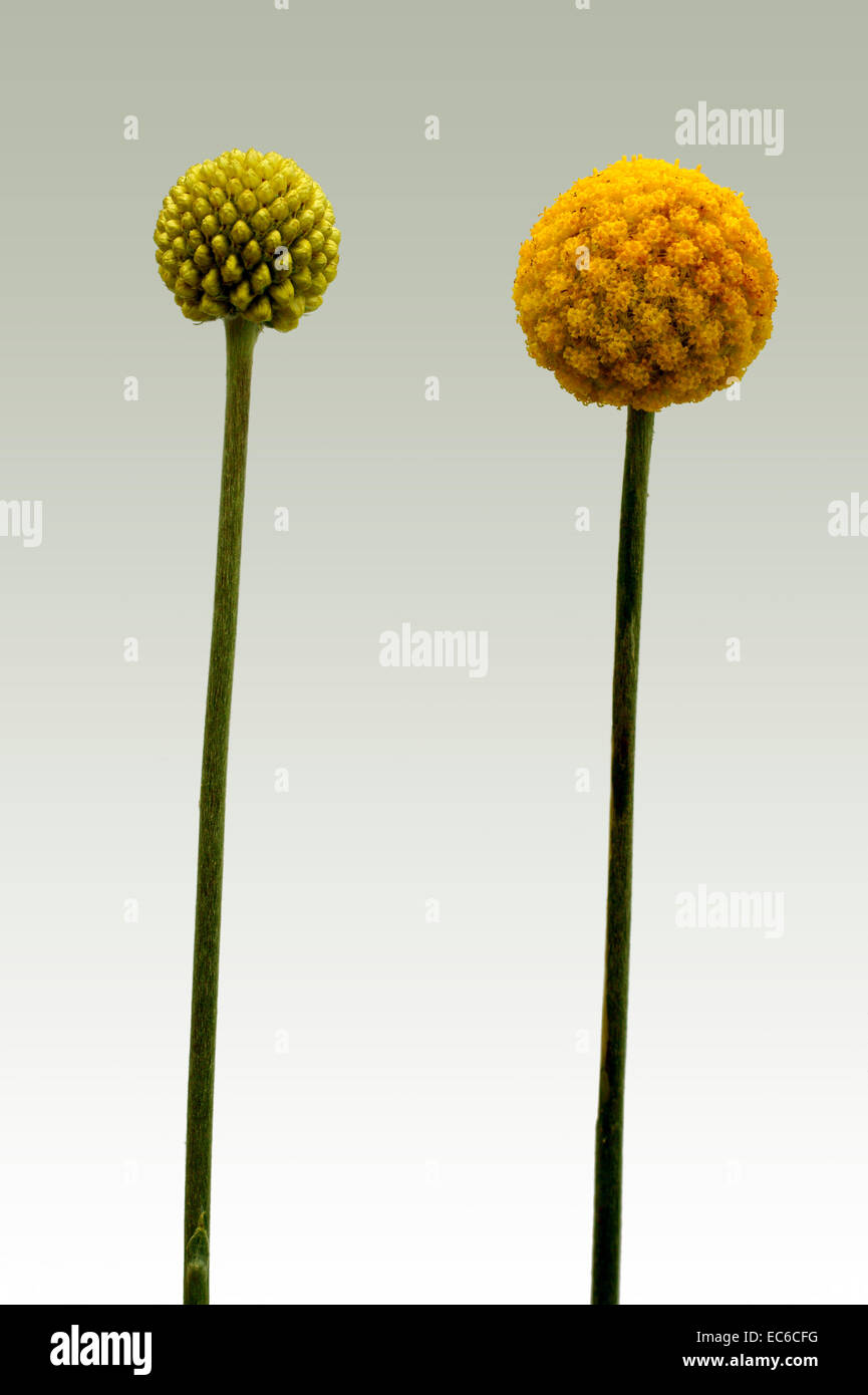 Flower of Billy buttons Stock Photo - Alamy