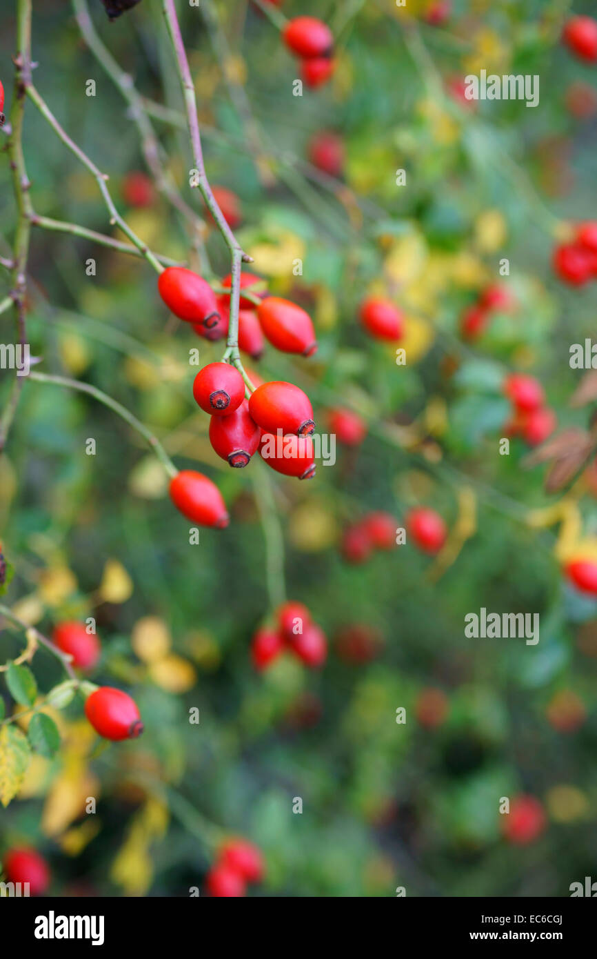Rosehips hi-res stock photography and images - Alamy
