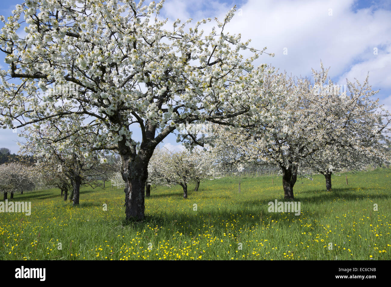 Flowering fruit trees in spring, Birnau, Lake, Region, Baden ...