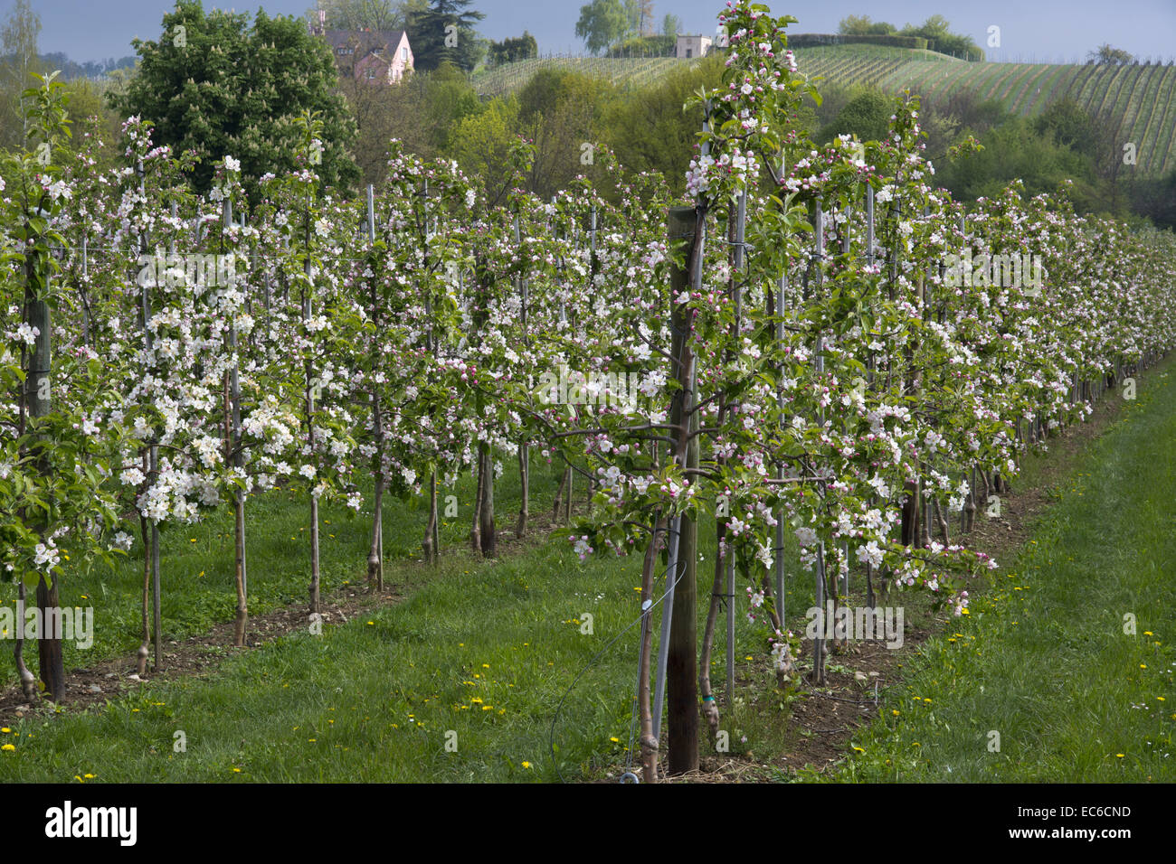 nBlossoming fruit trees in spring, Meersburg, Lake, Region, Baden ...