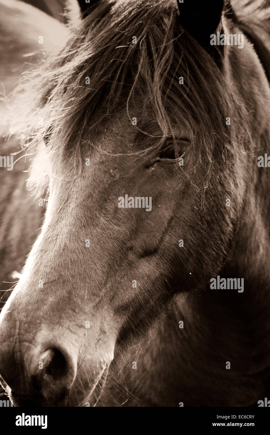 Portrait of horse head Stock Photo - Alamy