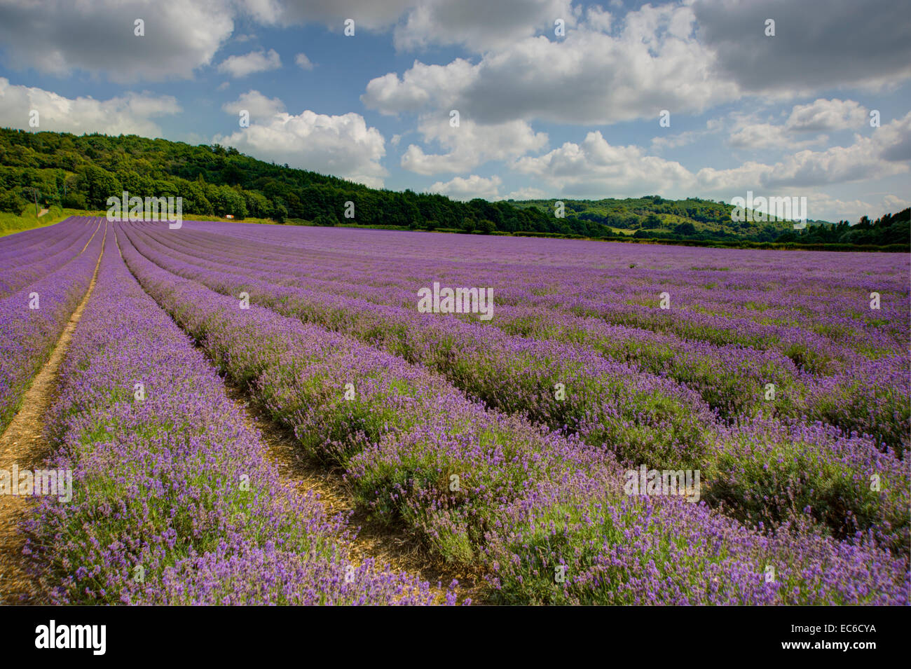 Darenth valley hi-res stock photography and images - Alamy