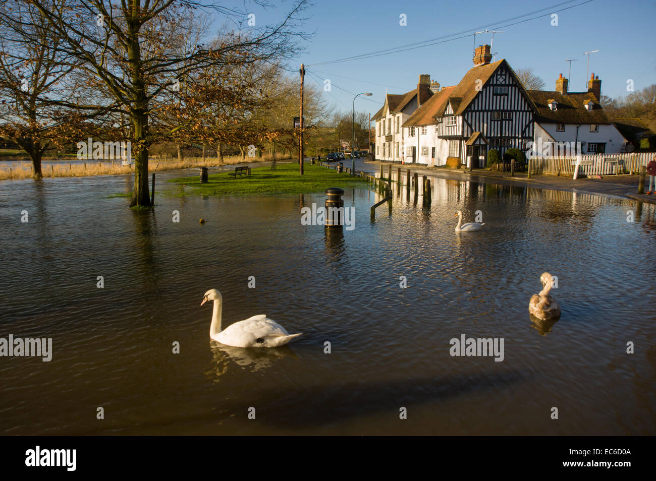 River flooding swans in hi-res stock photography and images - Alamy