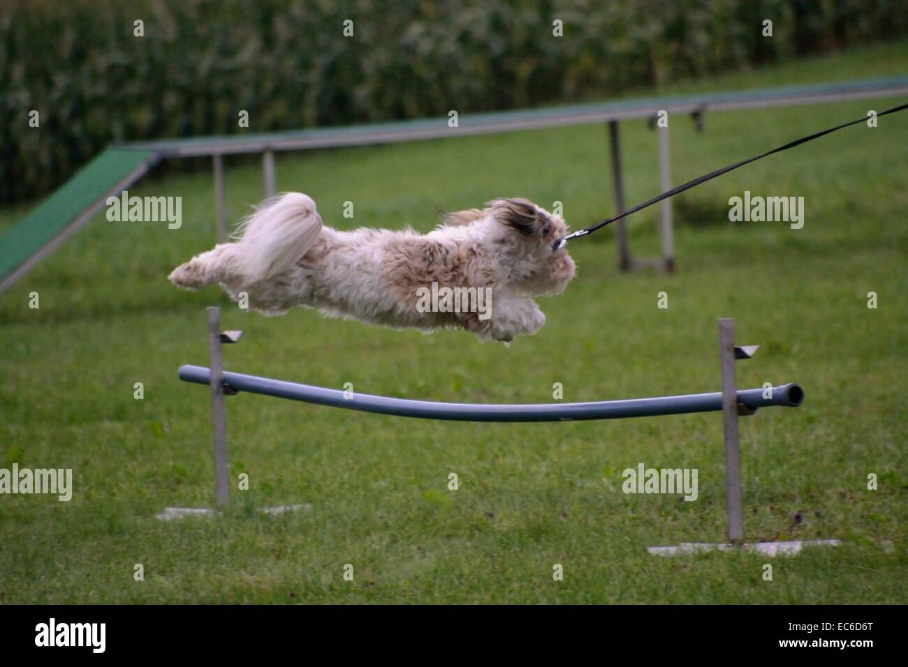 Hounds jumping hi-res stock photography and images - Alamy