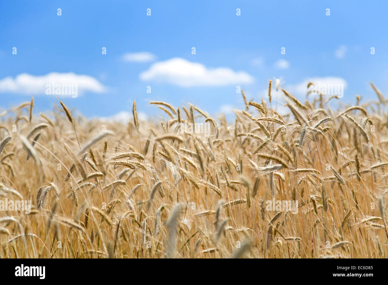 Garley hi-res stock photography and images - Alamy