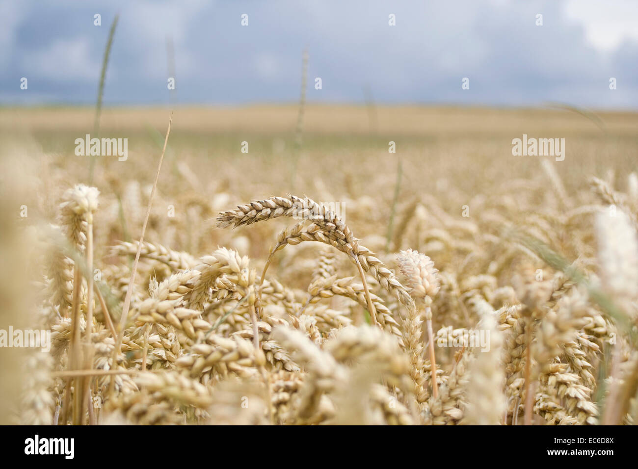 wheat before rain Stock Photo - Alamy